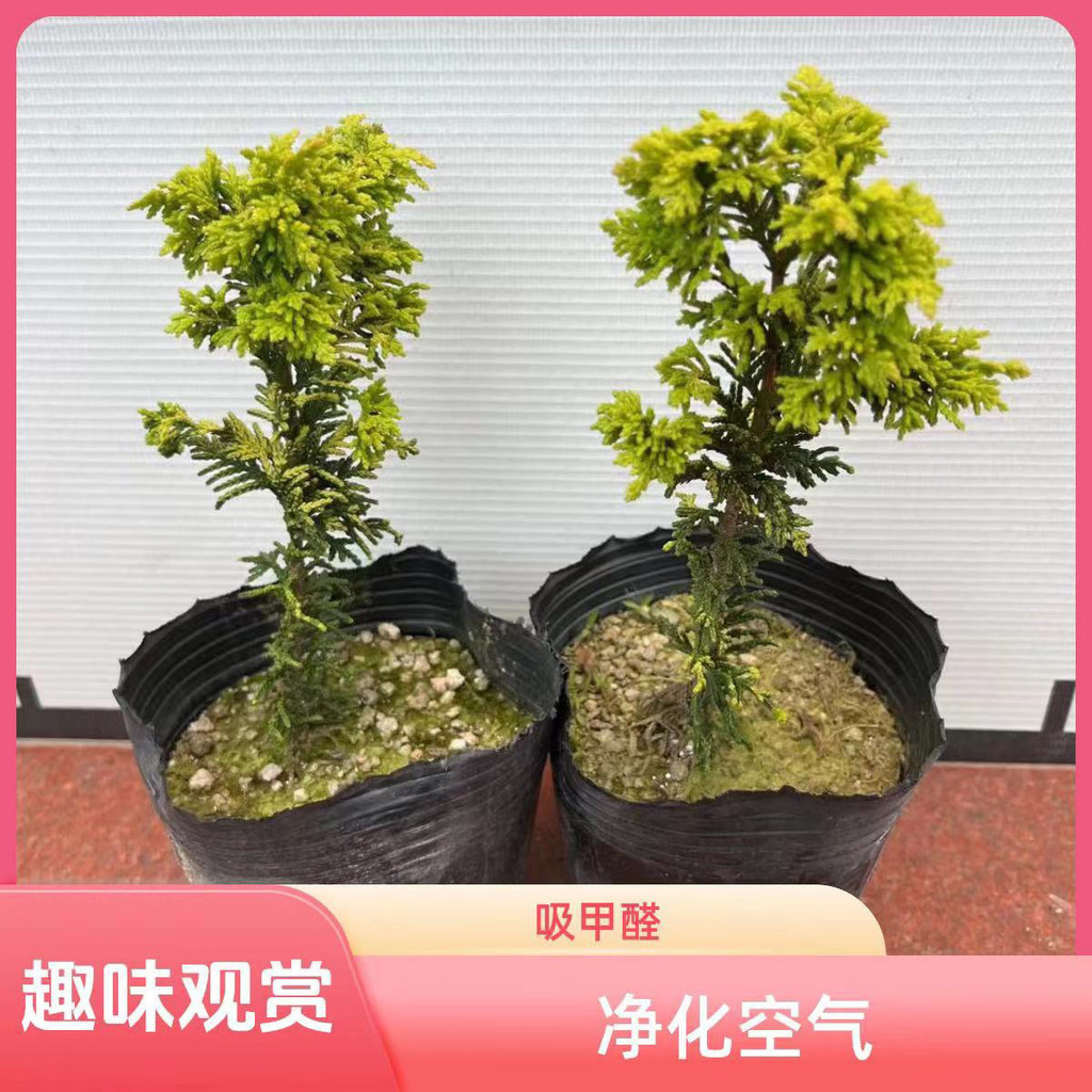 【名贵/易养活】(COD)/Petrokimia bulu emas/Golden Feathered Petrified Juniper黄金 ...