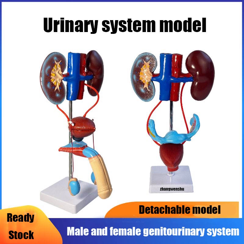 ♢4D MASTER STEM Male Reproductive & Urinary System, Female Reproductive ...