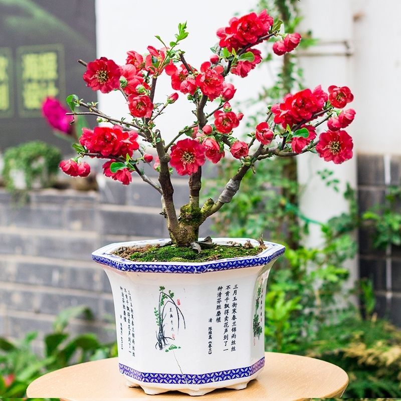 Anak Benih Bunga Begonia Kelopak Berganda Bunga Bonsai Bonsai Tumpukan ...
