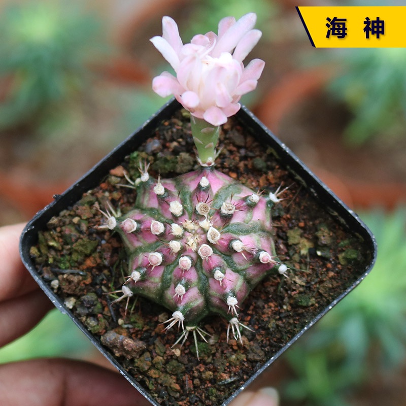 🌹【Easy to bloom】Natural Cactus，Sea God Pink Diamond Cactus Rare Pink ...