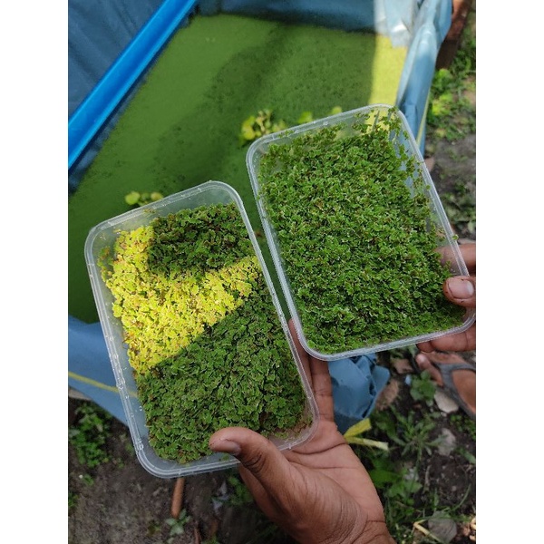 Benih Azolla | Pokok air terapung | Shopee Malaysia