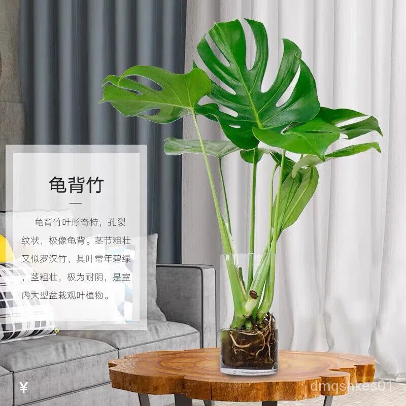 Plants that are truly alive 活着的植物Green Plant Indoor Bonsai Large ...