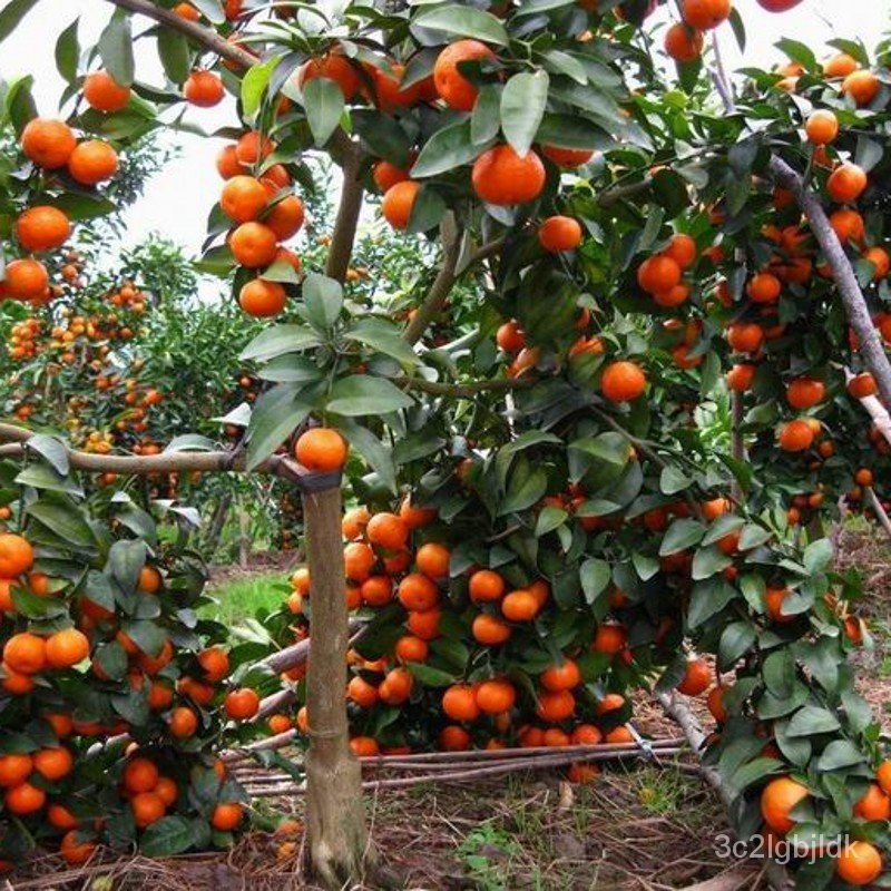 Spring FestivalpokokCHUANGSHIJIAuthentic Sihui Shatang Orange Seedlings ...