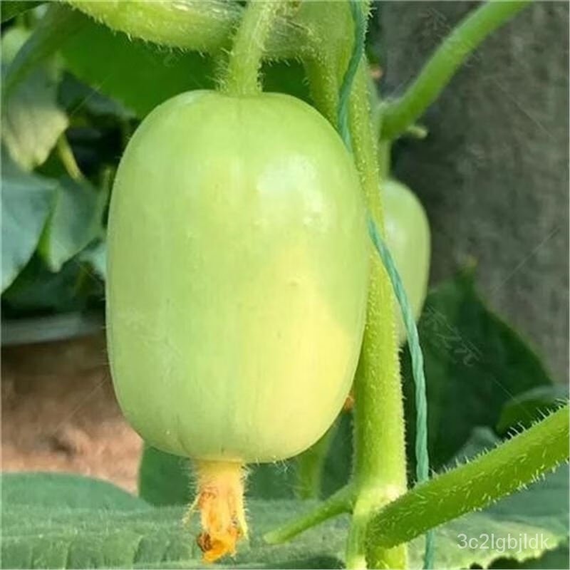 Mini Jade Girl Cucumber Seeds Fruit Cucumber Thorn-Free Cucumber Seed ...
