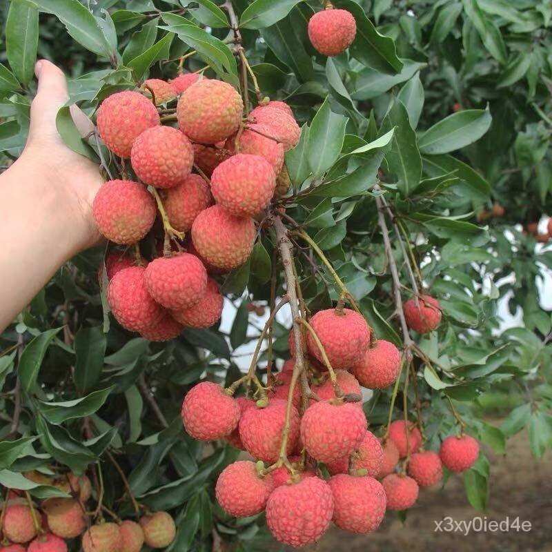 White Sugar Lychee Lychee Wang Xian Lychee Seedlings Seedless Sapling ...