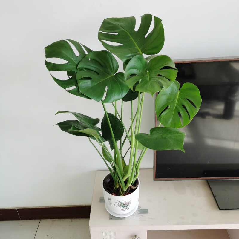Seni Rama-Rama Pokok Monstera Bonsai Besar, Tanaman Hijau, Pejabat ...