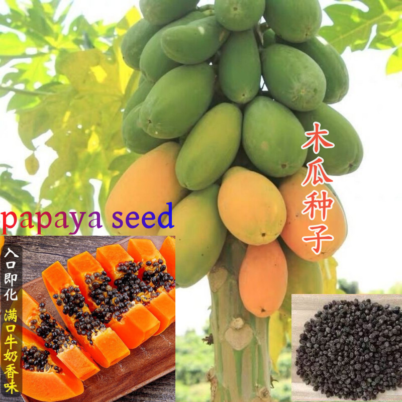 BIJI high-yield fruit red heart papaya seeds benih Sayur Vegetable ...