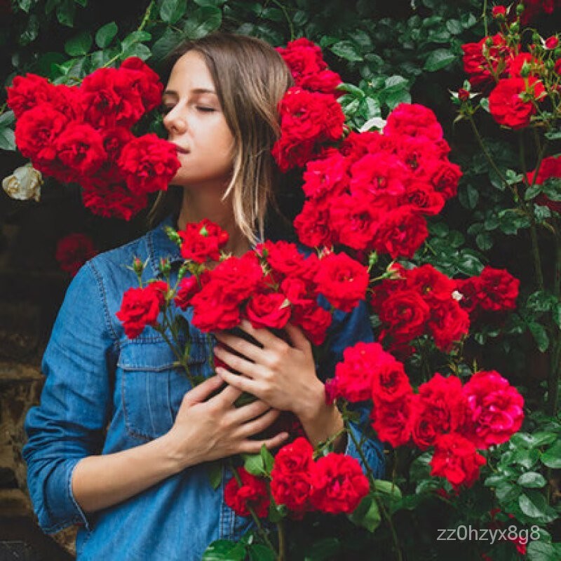 Climbing Vine Limbing Rose Rose Garden Seedling Plant Extra Large ...