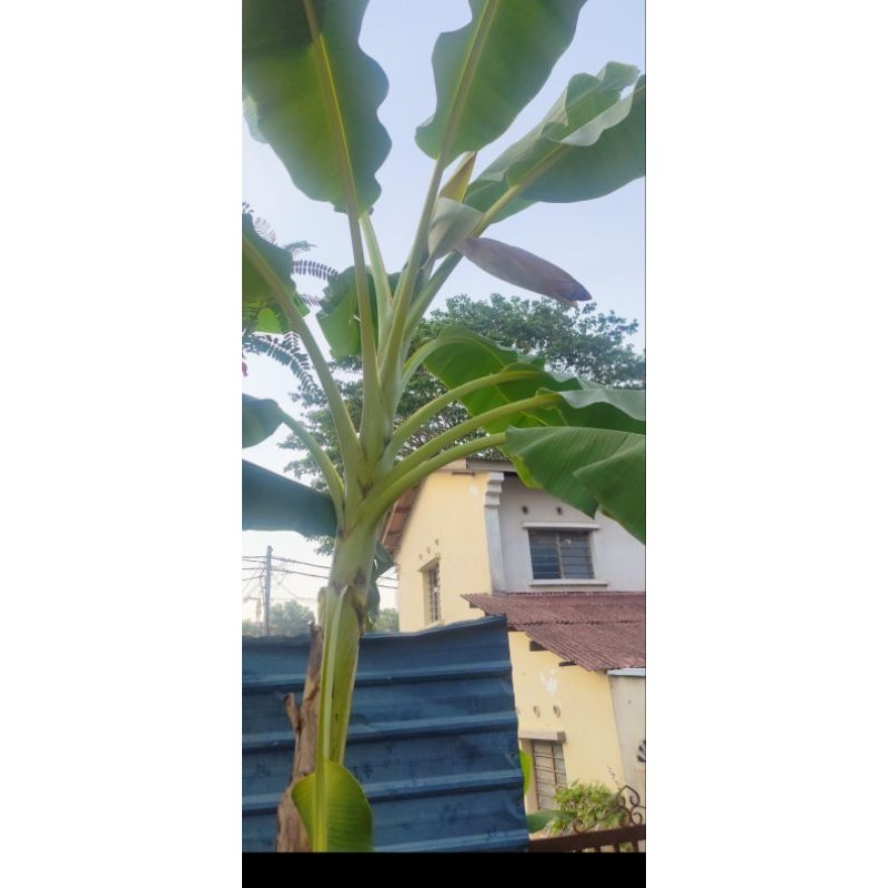 Sulur Pokok Pisang Rastali(3 Pokok RM10) | Shopee Malaysia