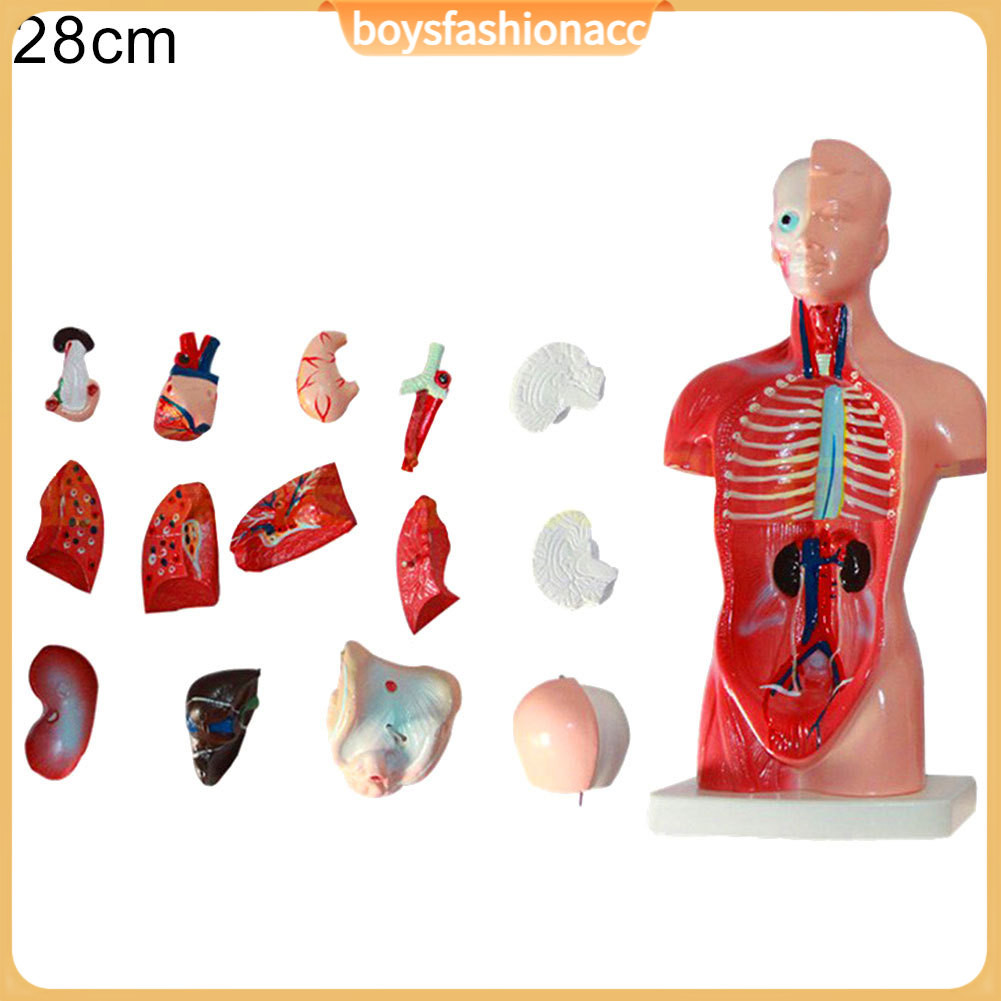 BFY04_Anatomical Human Torso Body Model Anatomy Internal Organ Medical ...