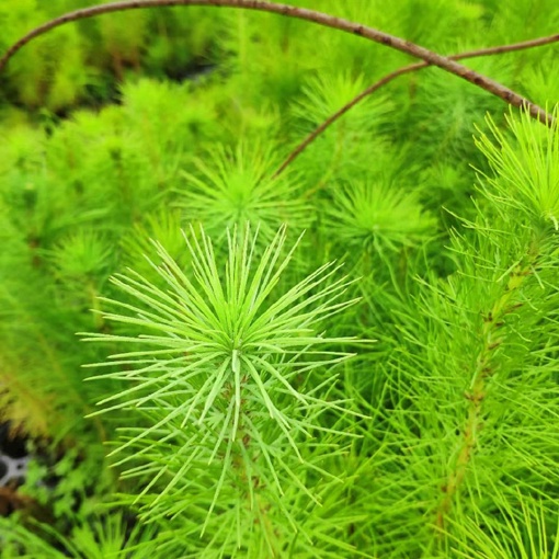 Benih Benih Pokok Pinus Ekor Kuda Yang Diperbaiki, Penanaman Semula ...