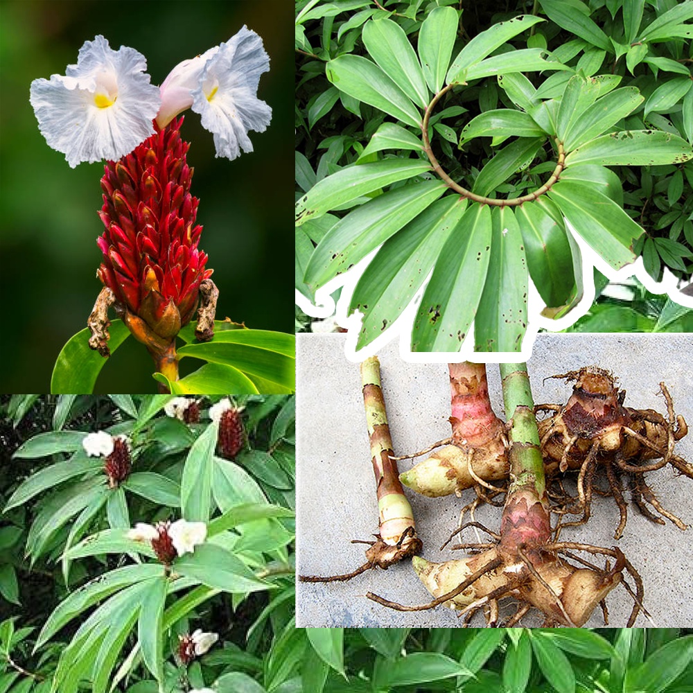 Setawar Hutan | Cheilocostus speciosus | Crepe ginger | 闭鞘姜剪枝 | Shopee ...
