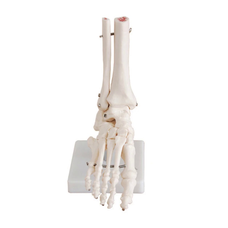 1:1 Foot Joint Model Foot Skeleton Model Medical Studies Foot Bones ...