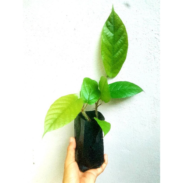 Pokok Ficus Sagittata Vahl (Root Climbing Fig Tree) | Shopee Malaysia