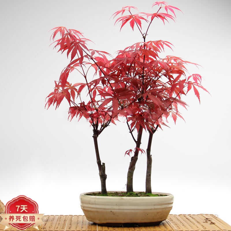 Red Maple Potted Plant Japanese Red Maple Old Pile Bonsai Garden ...