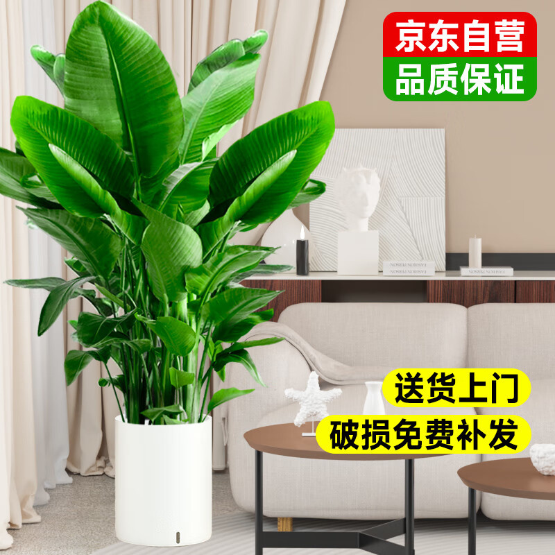 Linya Bird of Paradise Potted Indoor Living Room Large Green Plant ...