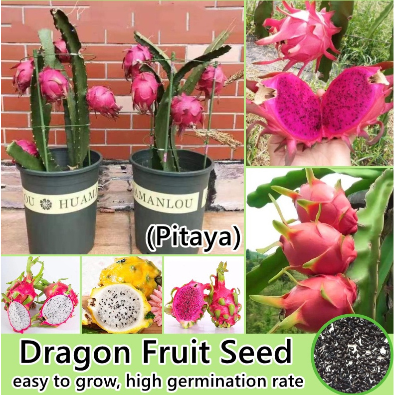 BIJI Pitaya seed for Planting Dragon Fruit Seed 火龙果种子 Bonsai Fruit Tree ...