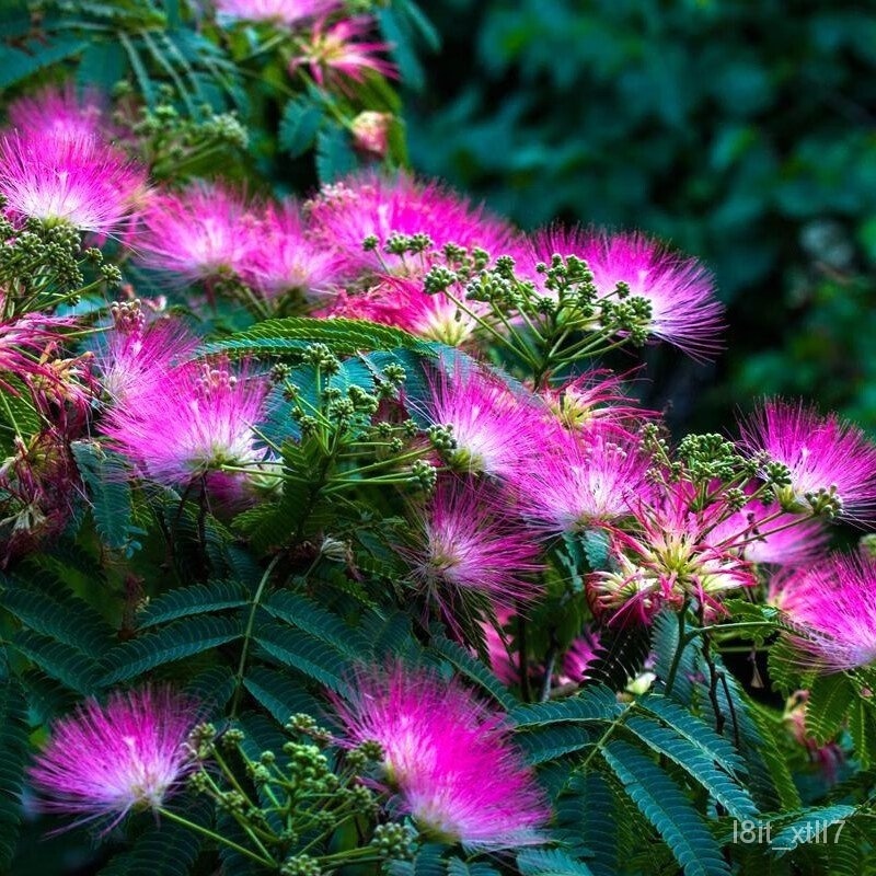 Hehuan Sapling Velvet Flower Sapling Hibiscus Flower Sapling Garden Pot ...