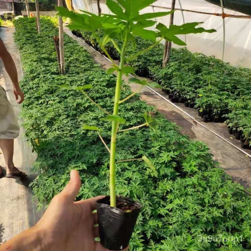 Plants that are truly alive 活着的植物plus-Sized Hainan Big Green Rock Sugar ...