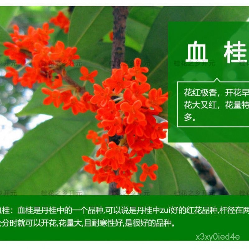 Plants that are truly alive 活着的植物 Osmanthus Fragrans Mi Rui Rui Sapling ...