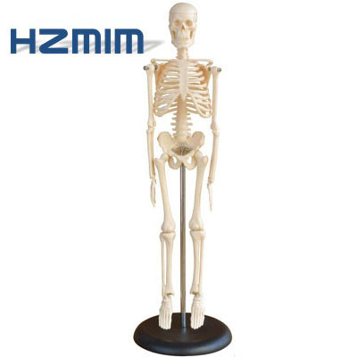 Human skeleton model 45cm,teaching skeleton model,human plastic ...