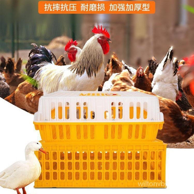 HY-6/Cages Pass Box Plastic Poultry Transport Cage Large Size Chicken ...