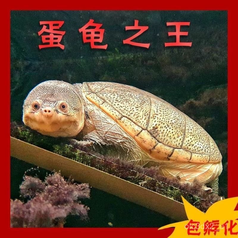 （Spot Goods）Narrow Bridge Egg Turtle Fertilized Egg Packs Incubation ...