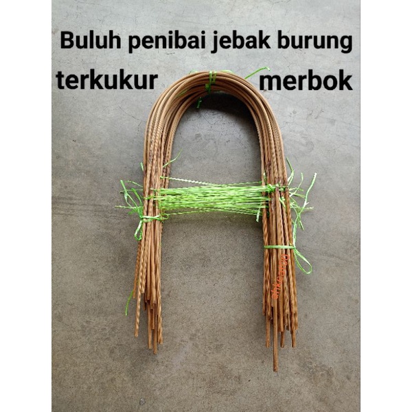 Buluh penibai jebak merbok dan jebak terkukur ( buluh duri tua) / buluh ...