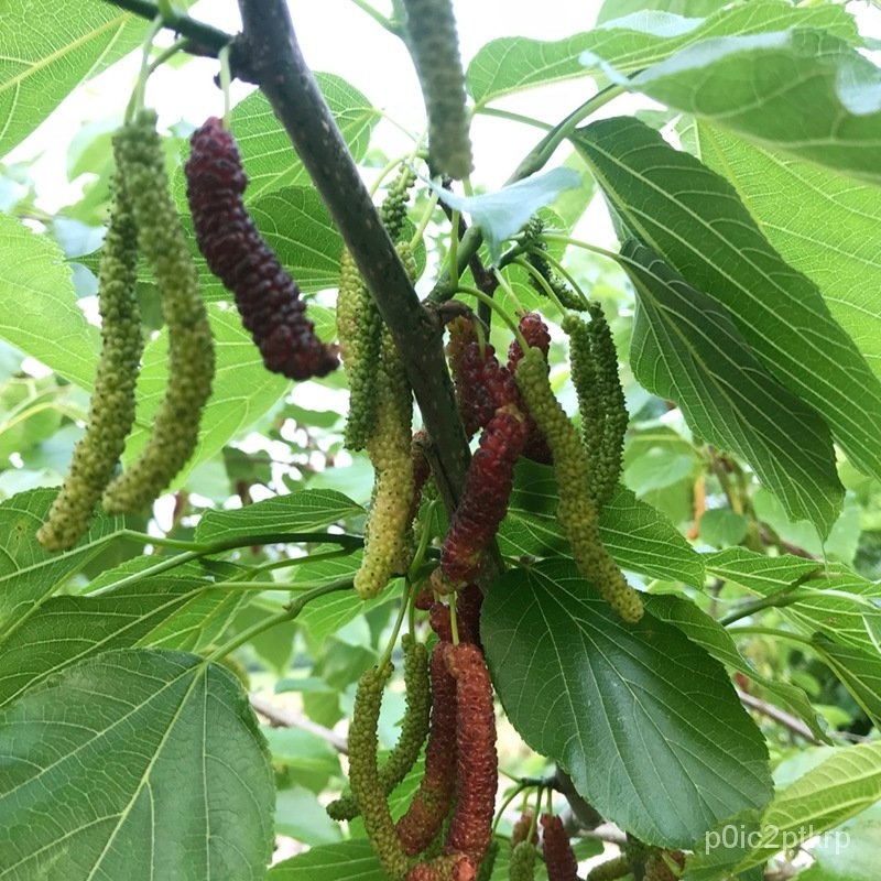 Fruit Tree Wholesale Taiwan Long Fruit Mulberry Seedling Taiwan ...