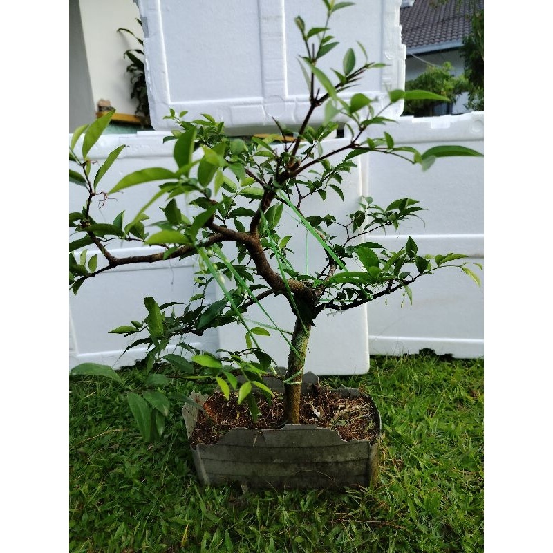 Bonsai jeliti#Real live plants#造型香水梅盆栽#植物# | Shopee Malaysia