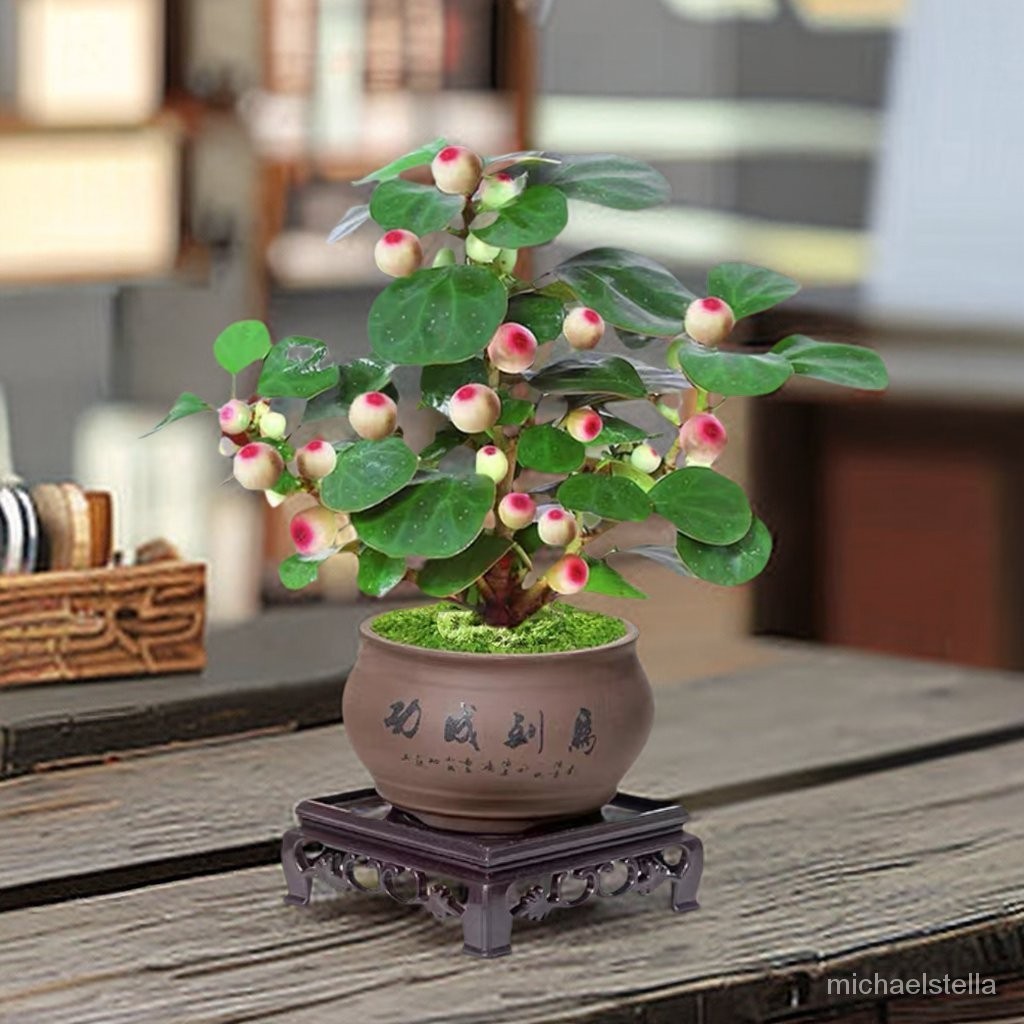 Balcony Living Room Greenery Lucky Bodhi Tree Bonsai Easy to Keep ...