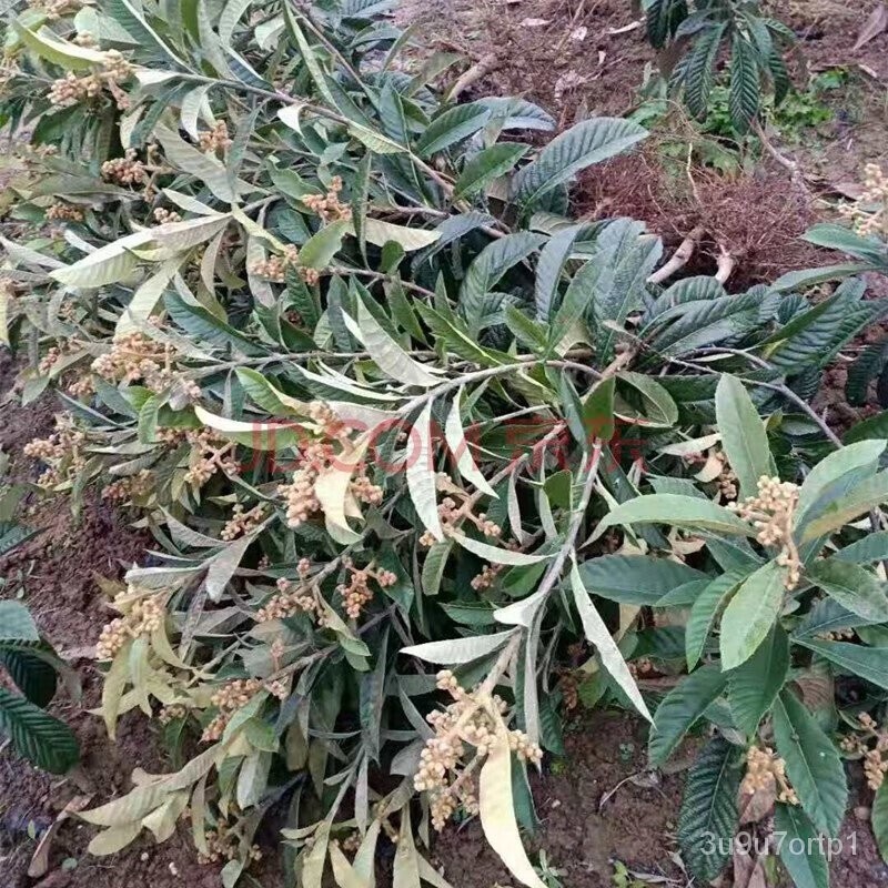 Balcony Big Five-Star Loquat Indoor Authentic North South Potted Pipa ...