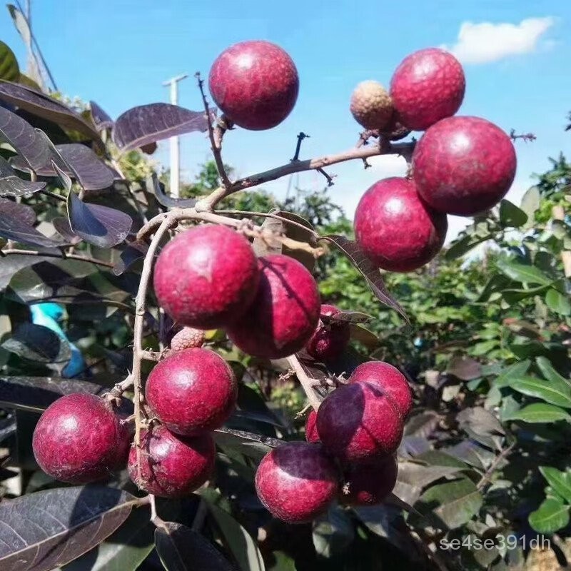 Longan Fruit Tree Seedlings Red Skin Storage Liliang Shiniao Seedlings ...