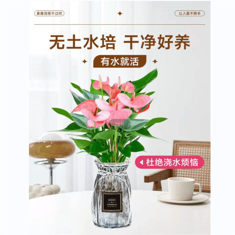 Menakjubkan18Anda Boleh Memilih Tanaman Labah-Labah Phnom Penh Tanaman ...