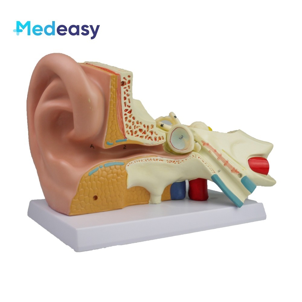 Human ear anatomy model,Human ear model | Shopee Malaysia