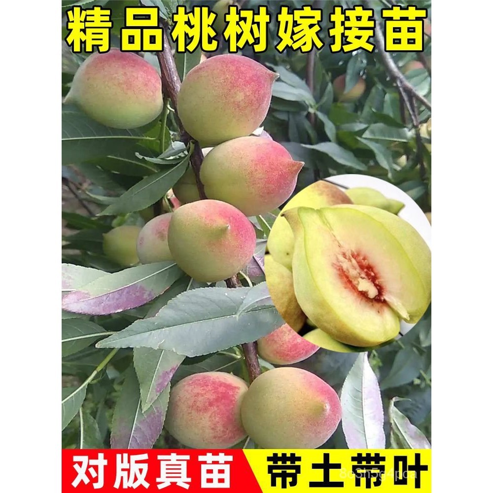 Peach Tree Fruit Seedling Guangdong Lianping Olecranon Peach Tree Fruit ...