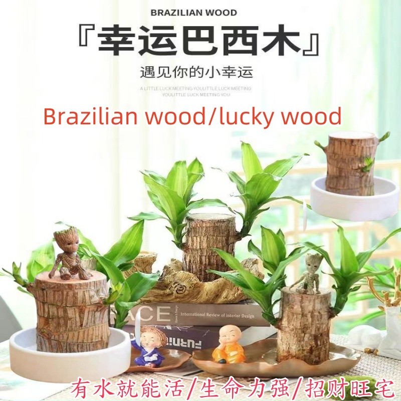 Brazilian lucky wood plants attract wealth indoor hydroponic plants ...