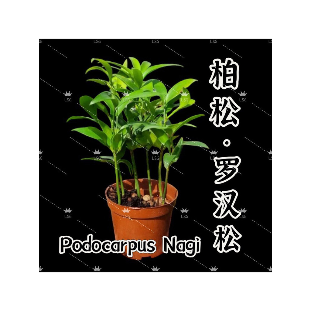 【LSG】Podocarpus Nagi bonsai mini live plant 竹柏小盆栽 pokok hidup hiasan ...