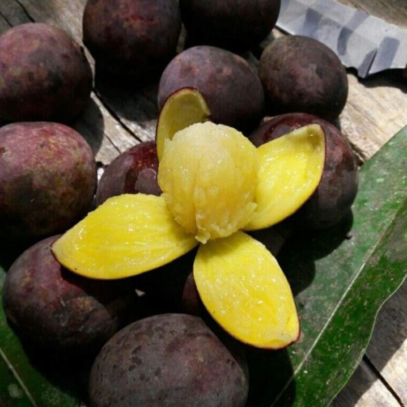 Pokok Buah Pauh asam Kumbang Mangga mangifera quadrifida | Shopee Malaysia