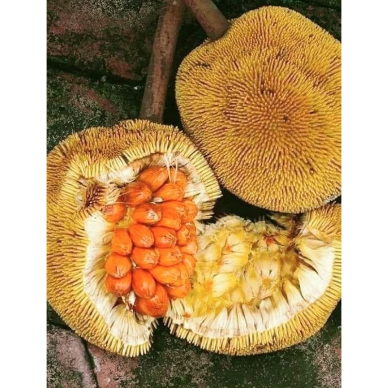 Anak Pokok Buah Tarap isi OREN ( TARAP DARI SABAH ) | Shopee Malaysia