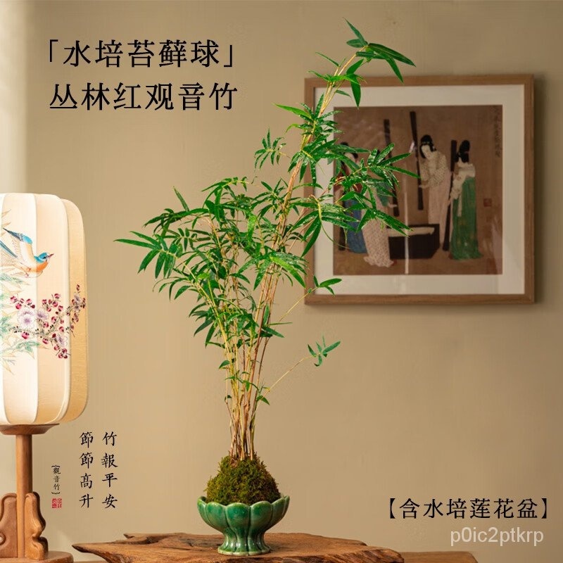 pokok hiasanpokok hiasan dalam rumahLinyahong Fernleaf Hedge Bamboo ...
