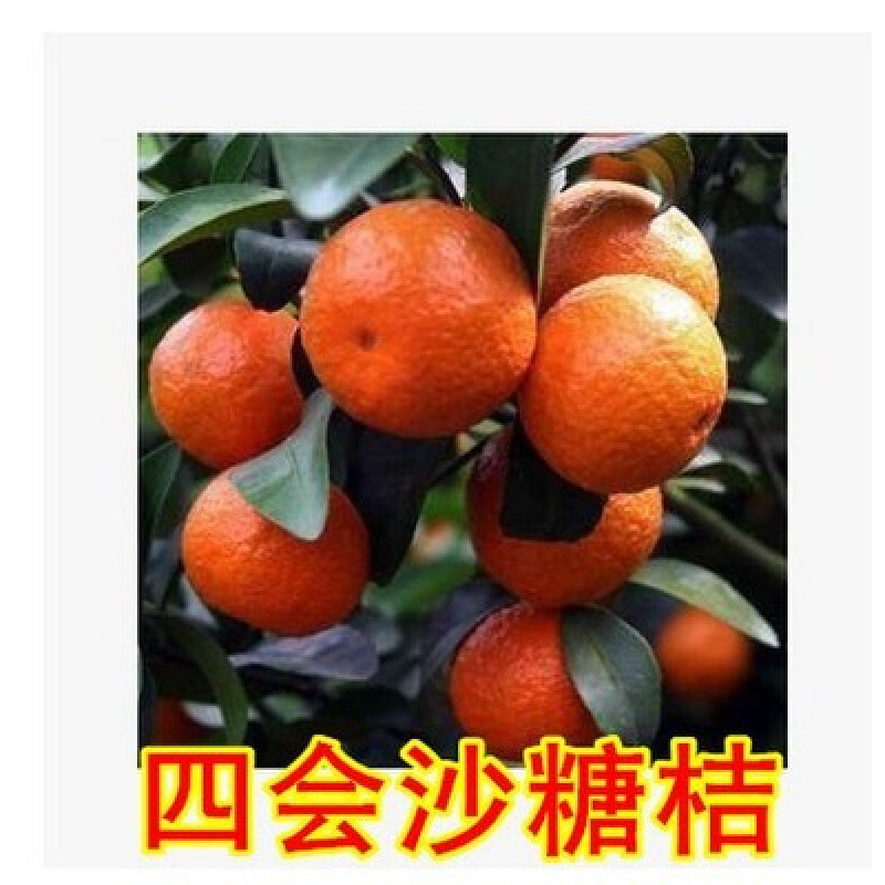 Spring FestivalpokokCHUANGSHIJIAuthentic Sihui Shatang Orange Seedlings ...