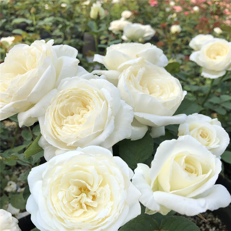 Kunming Straight Hair8Rose Old Root Old Pile Everblooming China Rose ...