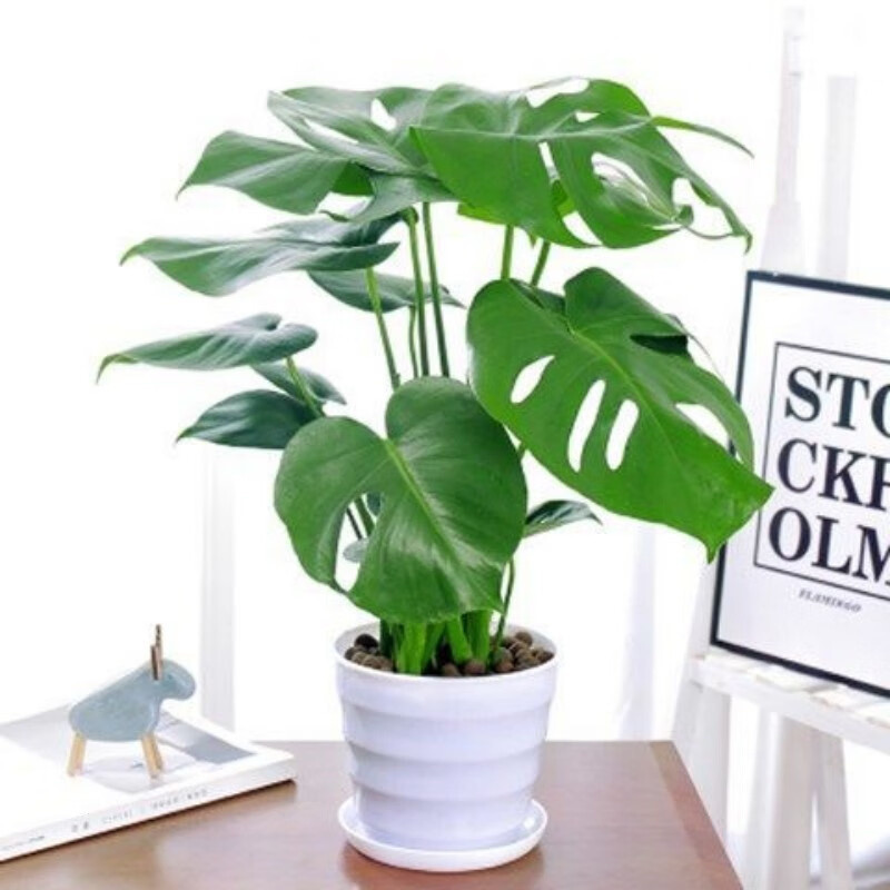 Monstera Deliciosa Potted Hydroponic Big Leaf Four Seasons Evergreen ...
