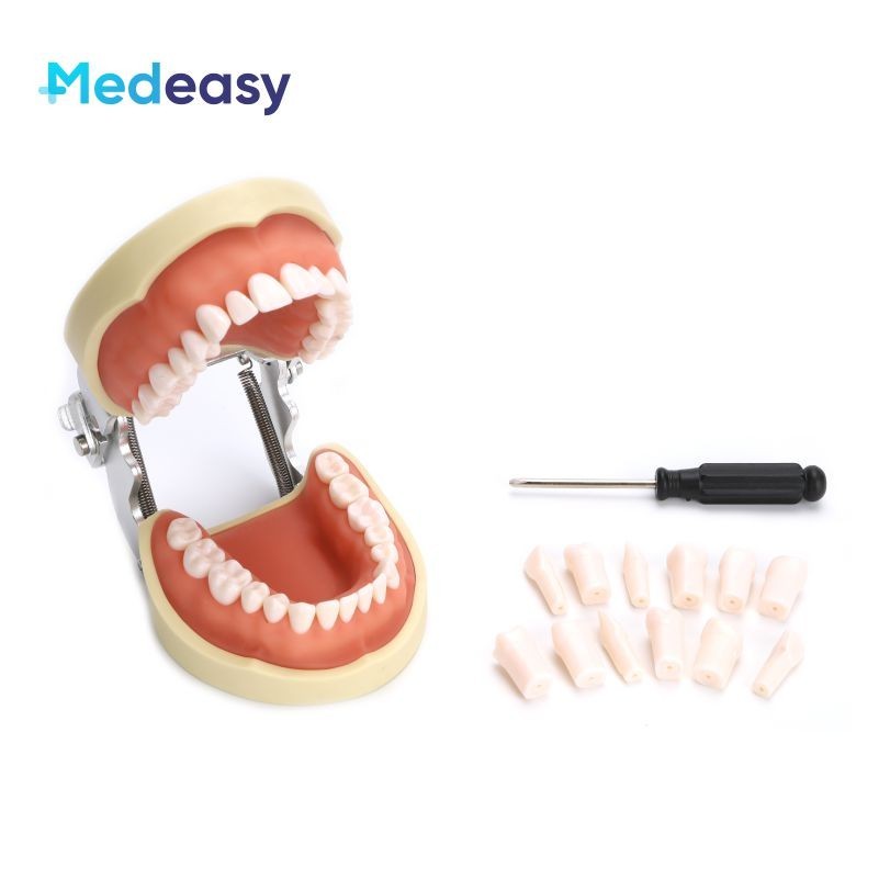 Dental teeth model for dental students, Medical simulation teeth model ...