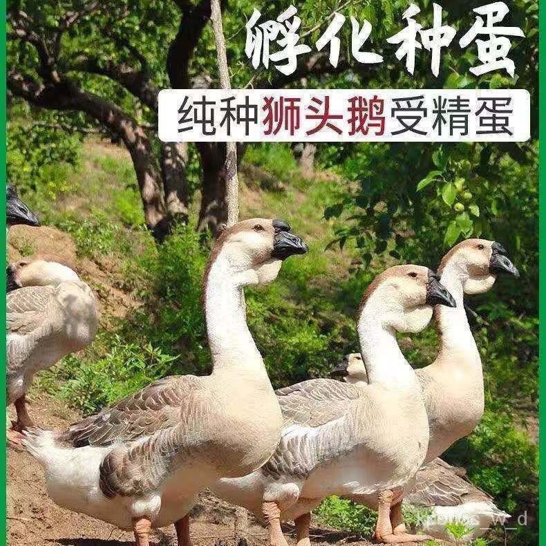 (Hot Sale)Pure Gray Lion Head Goose Egg Fertilization Protein Lion Head ...