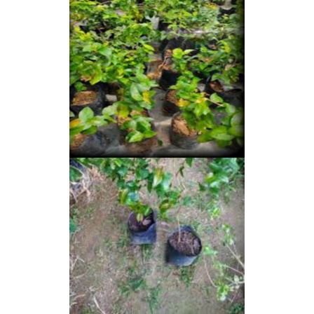 Anak pokok cermai merah, cermai Mekah, cermai Brazil, cermai Belanda ...