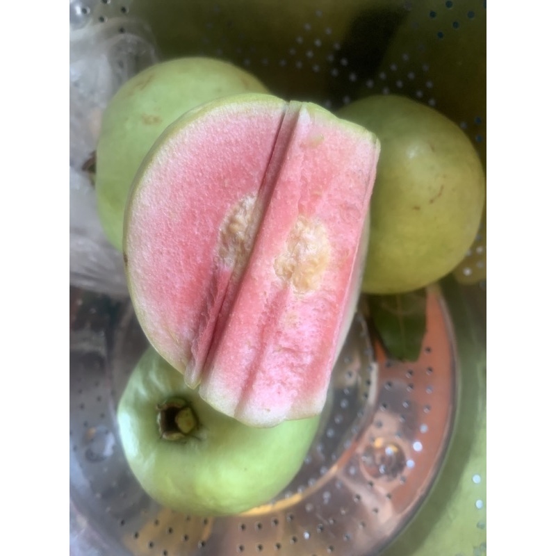 jambu batu isi pink cantik | Shopee Malaysia
