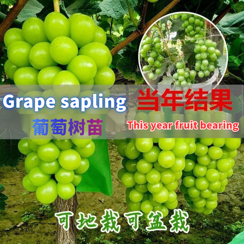 Biji anggur saplings sunshine Rose Grape sapling Grape Fruit Tree ...