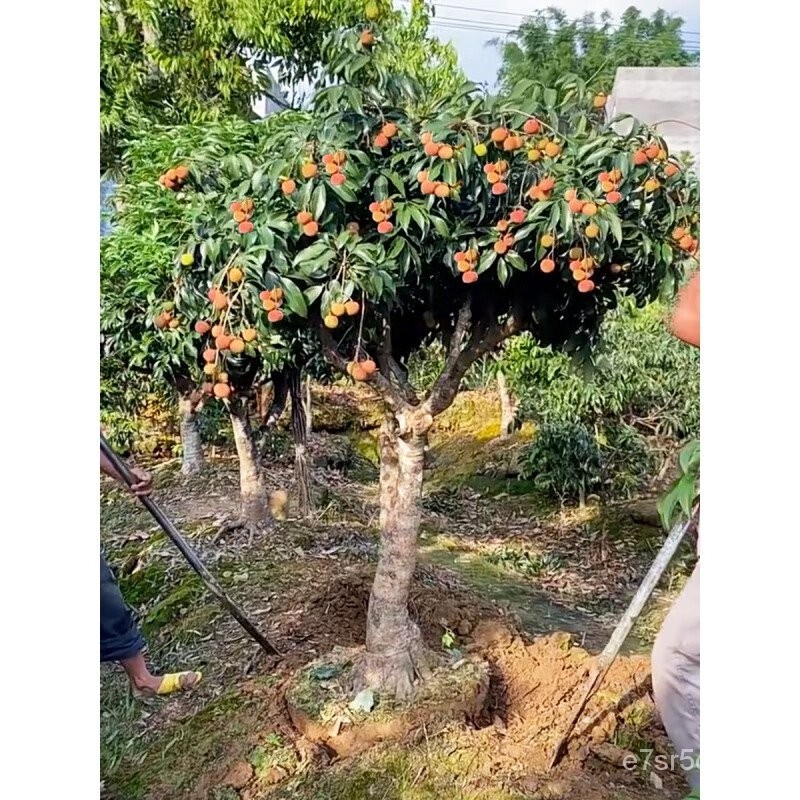Plants that are truly alive 活着的植物Fresh Fairy Seedless Lychee Sapling ...